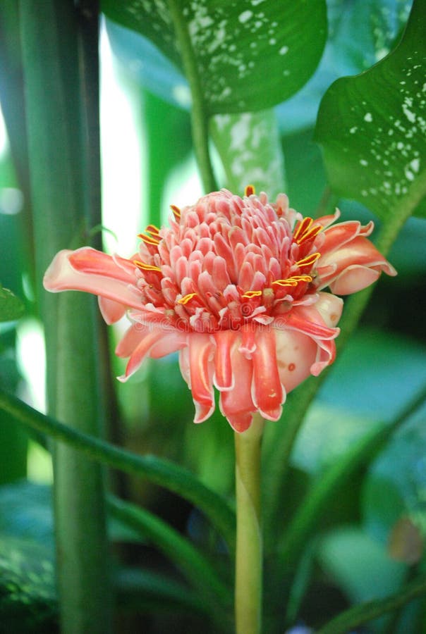 Flower of Torch Ginger Plant in Full Bloom Stock Photo - Image of costa ...