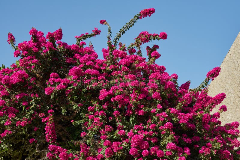 Tropical Pink Flowers on Bushes in the Rays of Light. Stock Photo ...