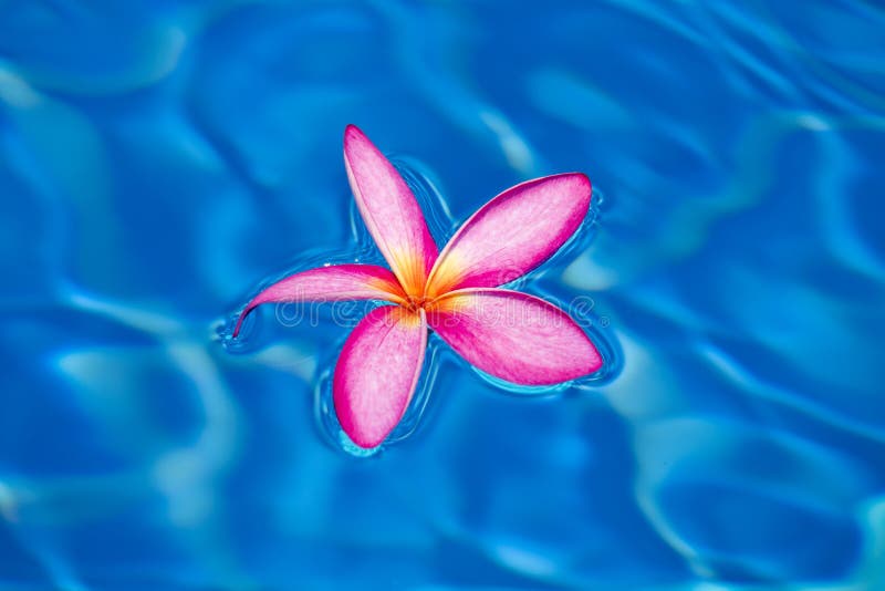 Pink Flowers by Blue Pool, Tropical Resort Hotel Stock Image - Image of ...