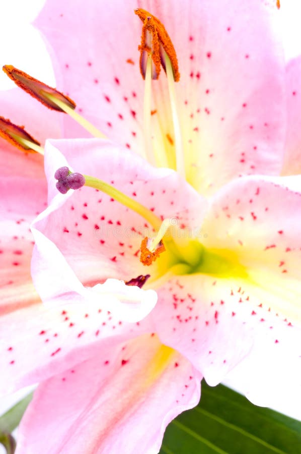 Tropical pink lilly stock image. Image of bright, beauty - 8616561