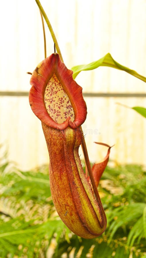 Tropical Pitcher plant. stock image. Image of nepenthaceae - 26149731