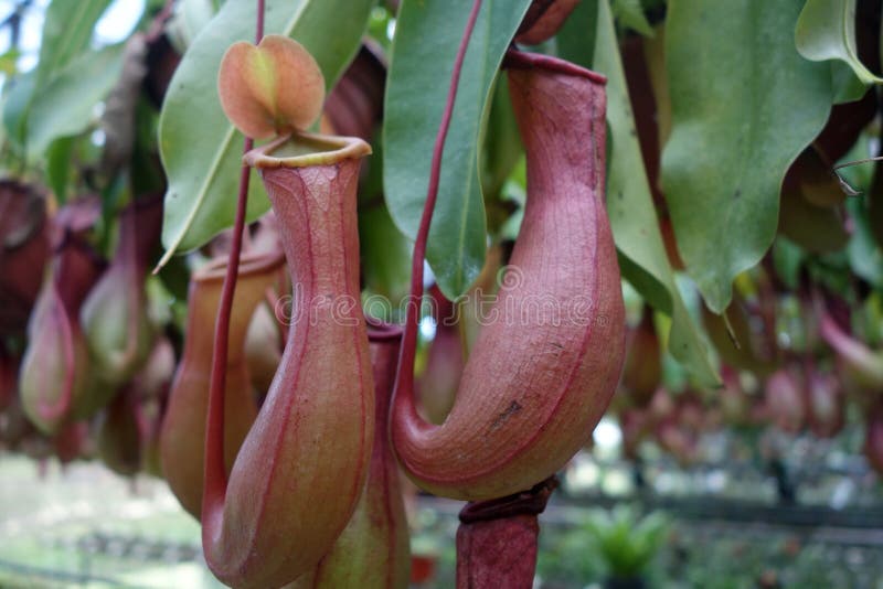 Tropical pitcher plant stock image. Image of evolution - 85519019