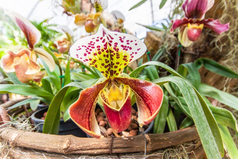 Tropical pitcher plant stock photo. Image of borneo, blossom - 72232216