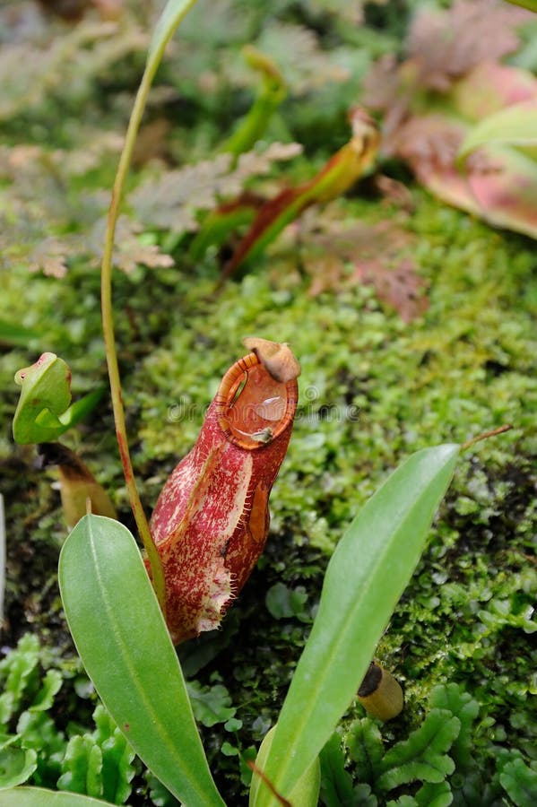A Tropical Pitcher Plant (monkey Cup) Stock Image - Image of guinea ...