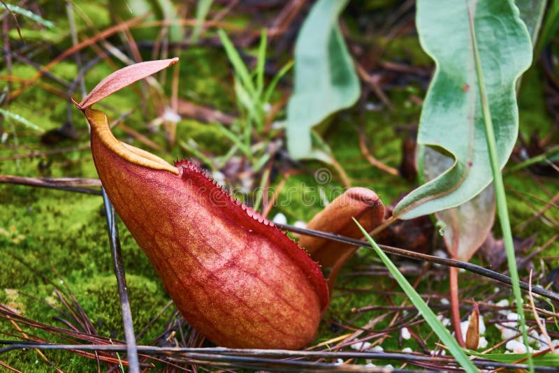 Tropical Pitcher Plant or Monkey Cup Stock Photo - Image of nepenthe ...