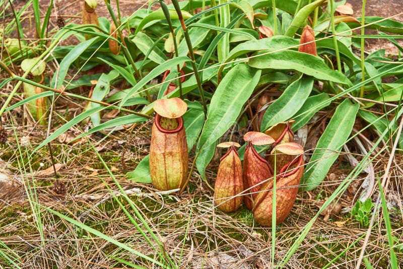 Tropical Pitcher Plant or Monkey Cup Stock Photo - Image of malaysia ...