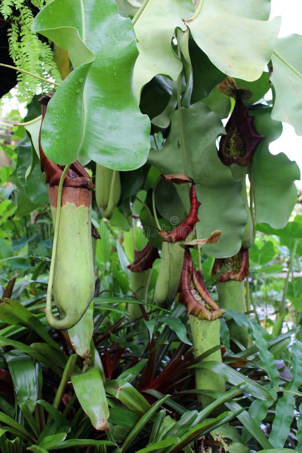 Tropical Pitcher Plant, Nepenthes Truncata Stock Photo - Image of ...
