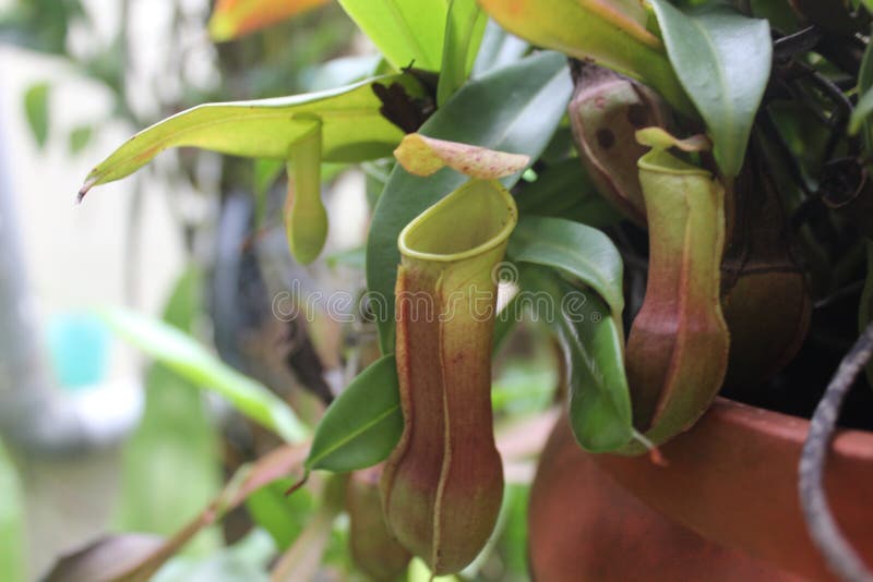 Tropical Pitcher Plant stock image. Image of small, gardening - 69076745