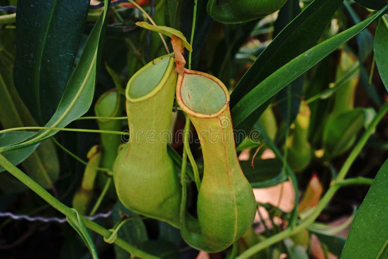 Tropical Pitcher Plants Flower Stock Image - Image of eudicots, exotic ...