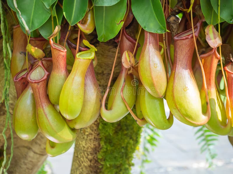 Tropical Pitcher Plants are a Genus of Carnivorous Plants in the Garden ...