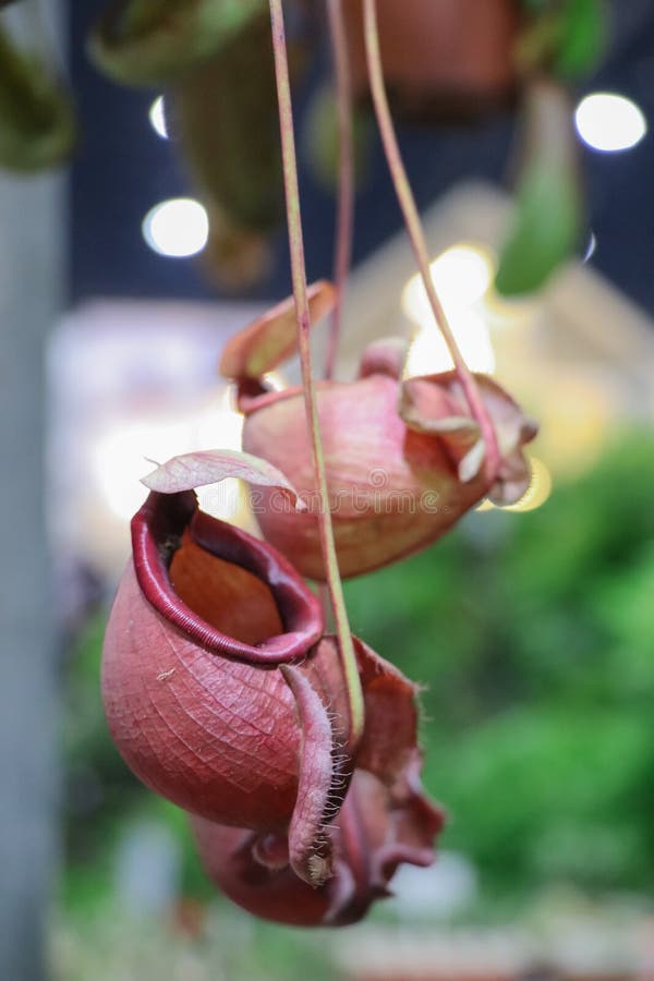 Tropical Pitcher Plants or Monkey Cup.Selective Focus Nepenthes Plant ...