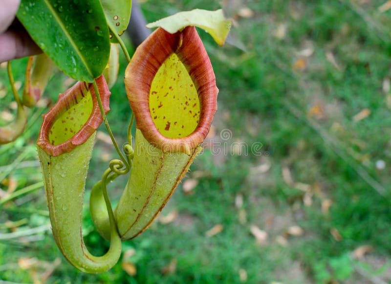 Tropical pitcher plants stock image. Image of exotic - 32489959