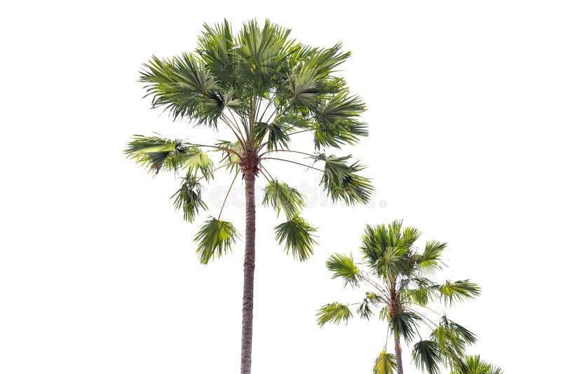 Tropical plam tree stock image. Image of ocean, hana - 10743227