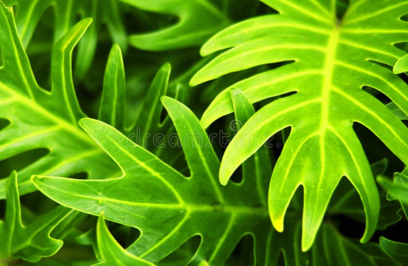 Tropical Plant Picture. Image: 16339224