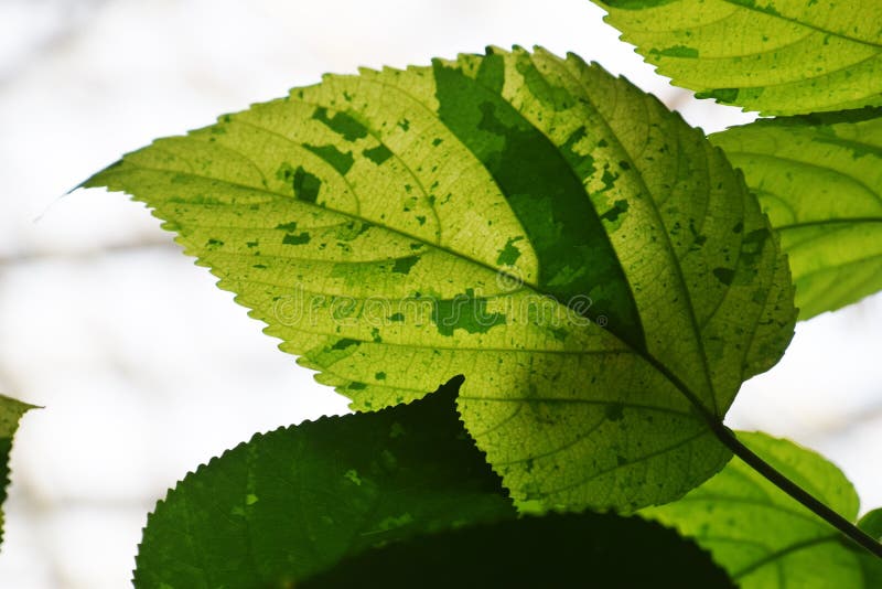 Acalypha Wilkesiana `Java White` Stock Image - Image of acalypha, shrub ...
