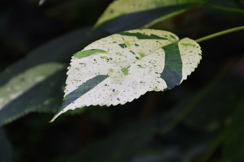 Acalypha Wilkesiana `Java White` Stock Image - Image of acalypha, shrub ...