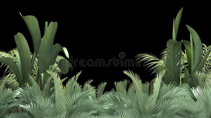 Tropical Plant on an Alpha Channel Stock Video - Video of branch ...