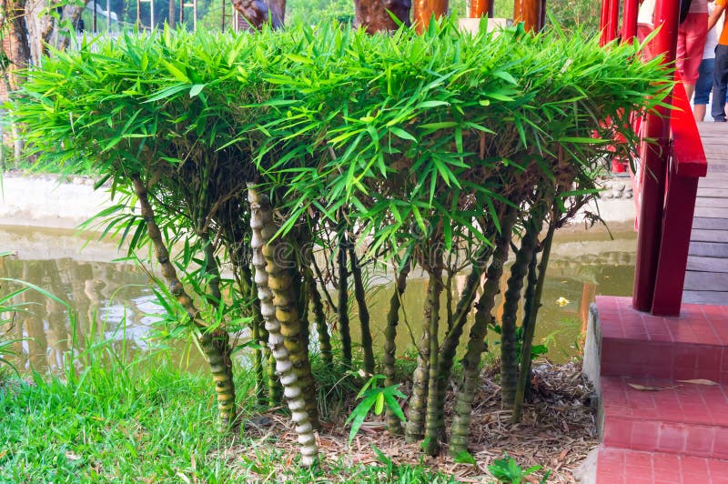 Tropical Plant Bush in a Park Near the River Stock Image - Image of ...