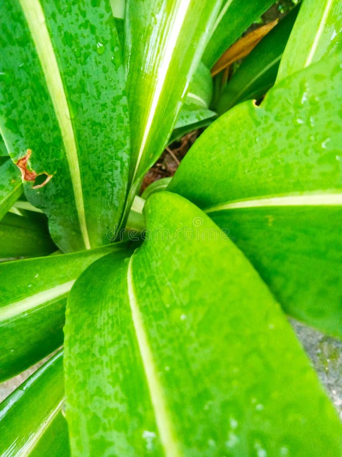 Tropical Plant with Circular Leaves Stock Image - Image of refreshing ...