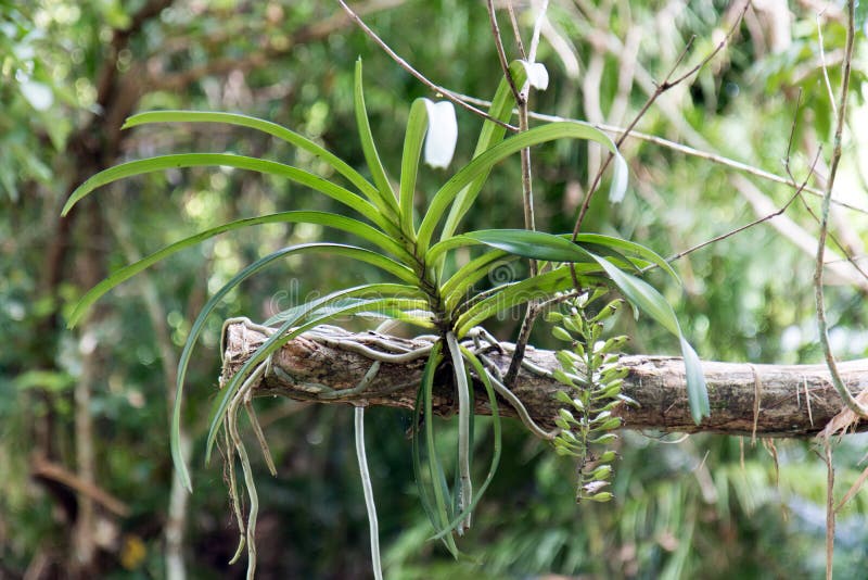 Tropical Plant Grows on a Tree Branch in the Jungle Stock Photo - Image ...
