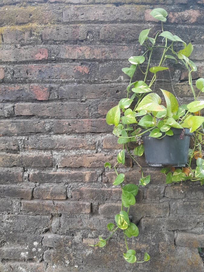 Tropical Plant Hang on Rustic Wall Stock Image - Image of green, rustic ...