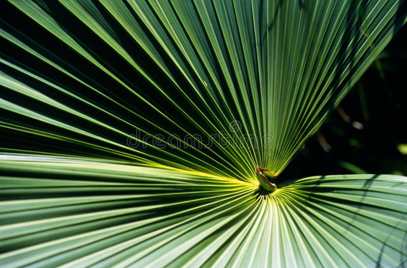 Tropical Plant Leaves, Reunion Island Stock Photo - Image of reunion ...