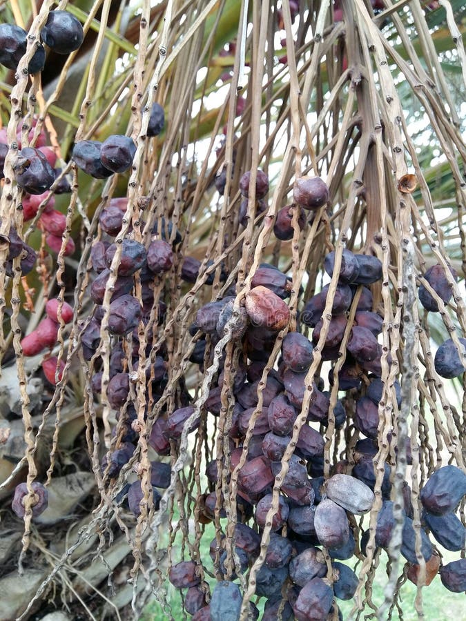 Tropical Plant, Palm Dry Fruit on the Tree Stock Image - Image of twig ...