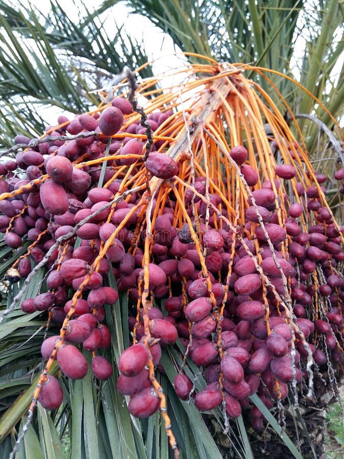 Tropical Plant, Palm Fruit on the Tree Stock Photo - Image of dish ...