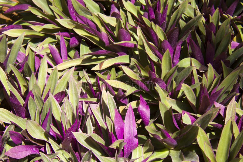 Tropical Plant with Purple Leaves Stock Image - Image of bromeliad ...