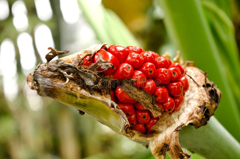 Tropical Plant with Red Berry Looking Flowers Stock Image - Image of ...