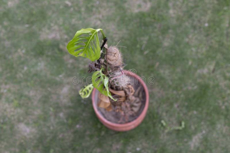 Tropical Plant Revival. New Leaf Growth on Monstera Adansonii Stock ...