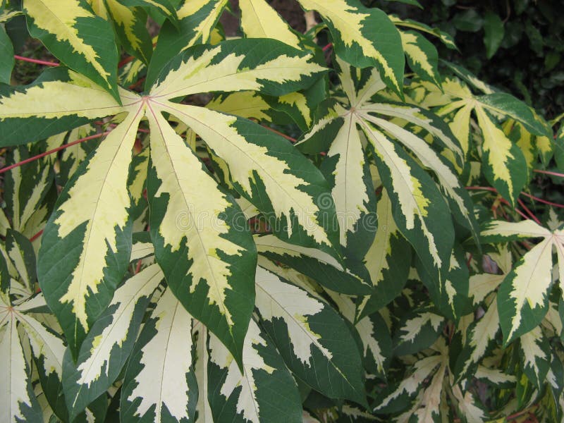Tapioca or cassava plant. stock image. Image of color - 83779365
