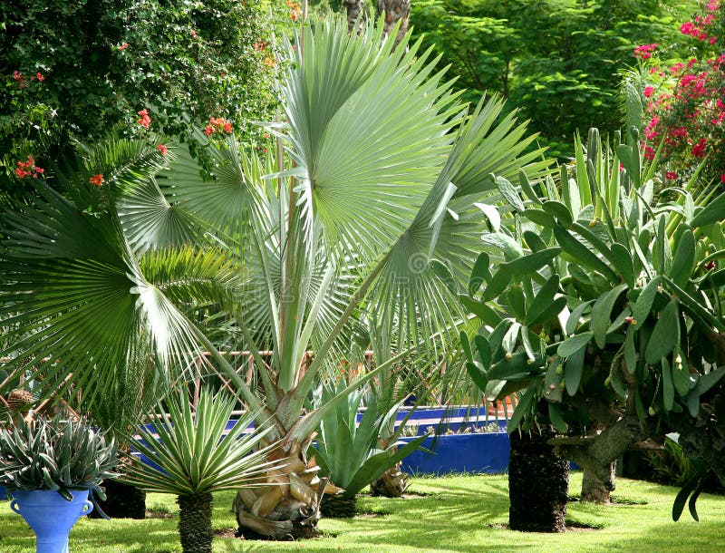 Tropical plants stock photo. Image of nature, tropics - 13875038
