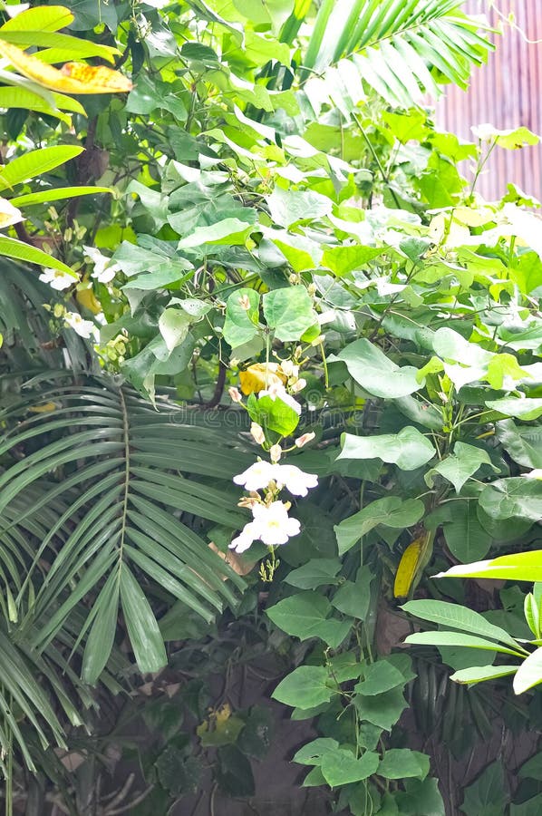 Tropical Plants of Balinese Garden at Ubud Stock Image - Image of ...