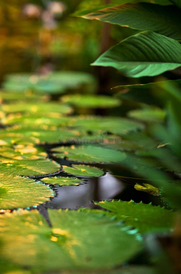 Tropical Plants in Bright Sun Stock Photo - Image of lily, forest ...