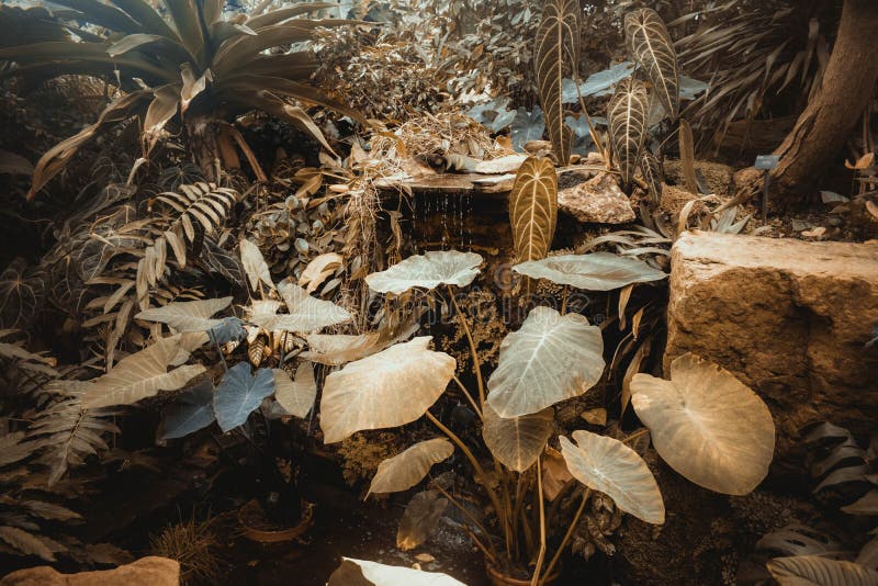 Tropical Plants stock photo. Image of spring, plants - 80878872