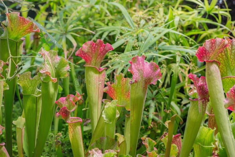 Tropical Plants in the Deep Forest Stock Image - Image of landscape ...