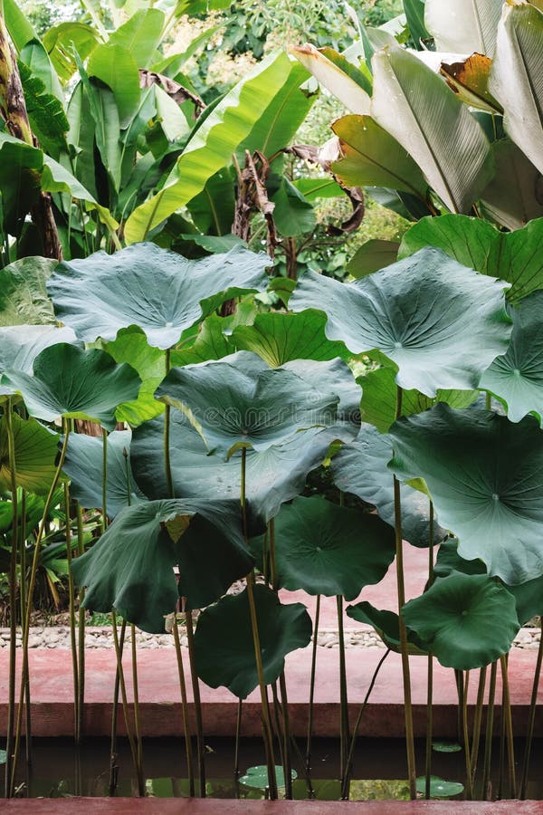 Tropical Plants, Garden Decoration Stock Image - Image of outdoor ...