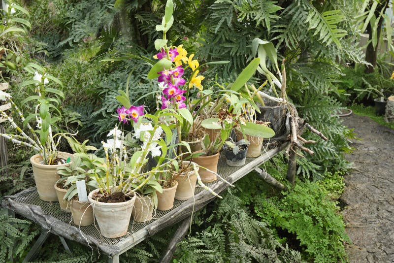 Tropical Plants in a Greenhouse at Botanic Garden Stock Image - Image ...