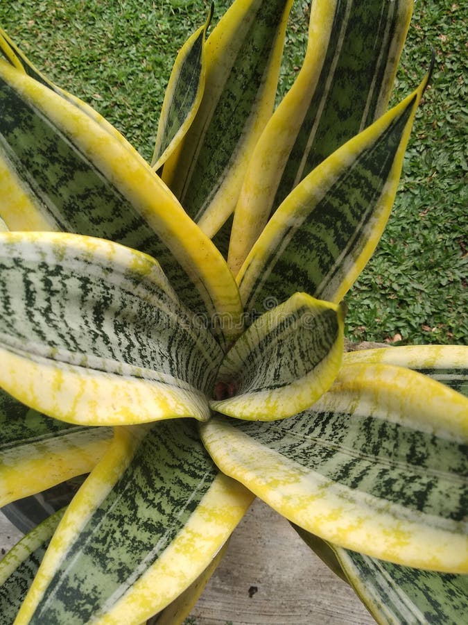 Tropical Plants Have Color& X27;s Yellow and Green Stock Photo - Image ...