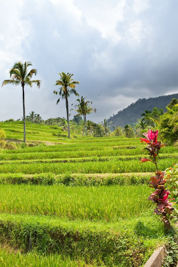 Tropical Plants on a Hill Slope, Indonesia. Stock Image - Image of lush ...