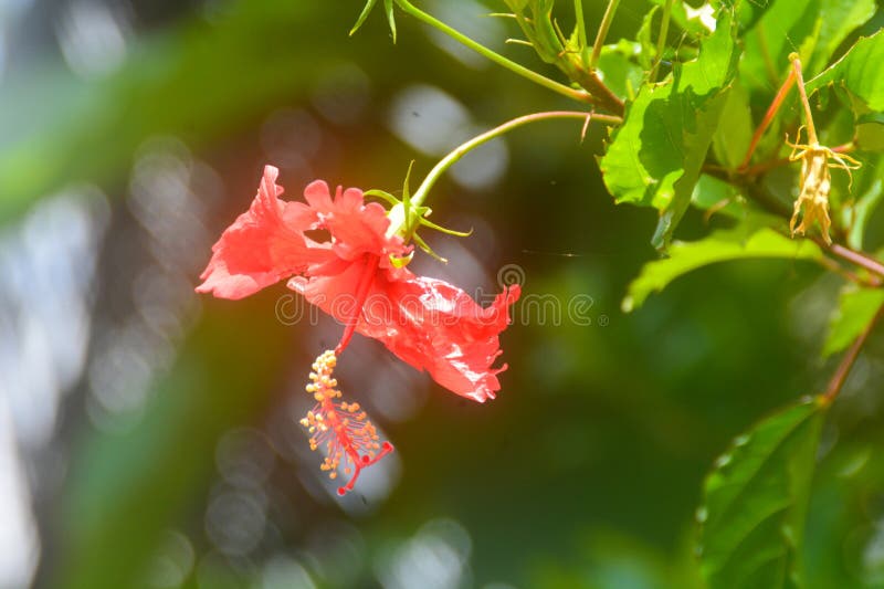 Tropical Plants from Indonesia. Gardens in Indonesia Stock Image ...