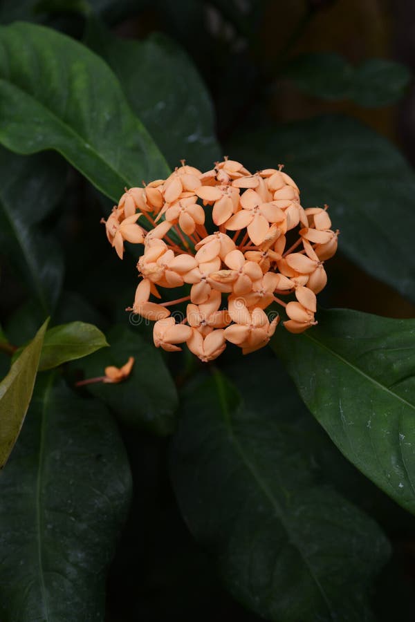 Ixora chinensis stock photo. Image of cross, rubiaceae - 99709098