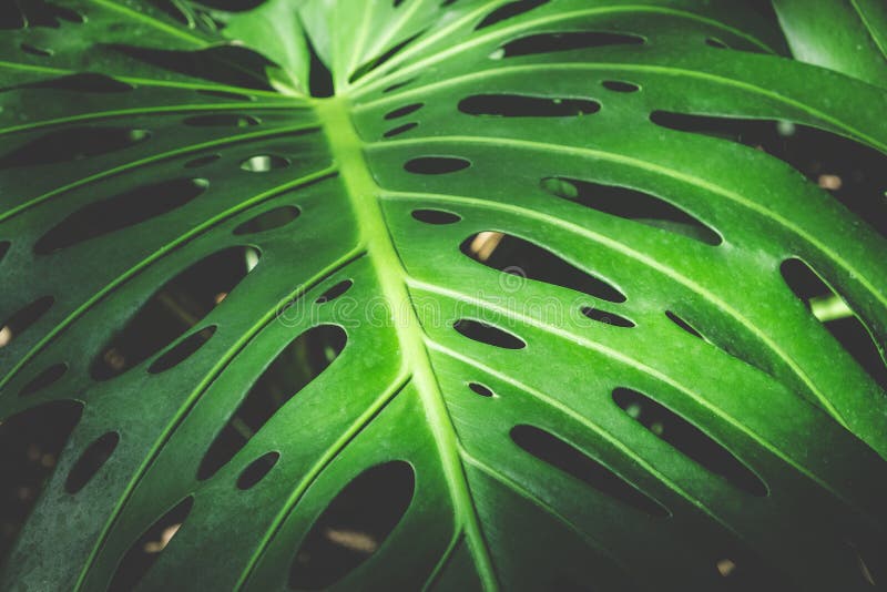 Tropical Plants, Leaf of Monstera /Philodendron Leaves Stock Image ...