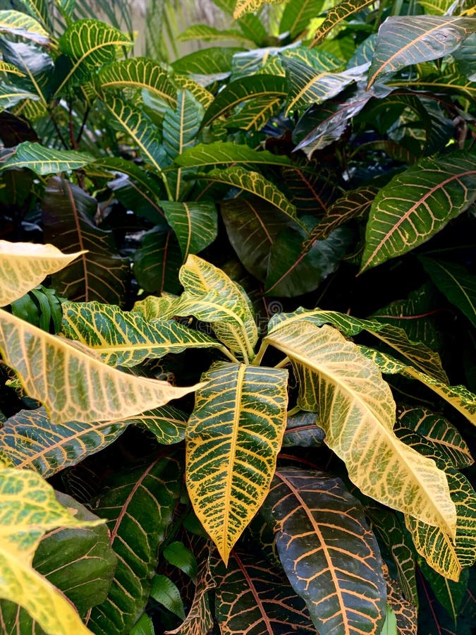 Tropical Plants with Leaves of Different and Green Colors Stock Photo ...