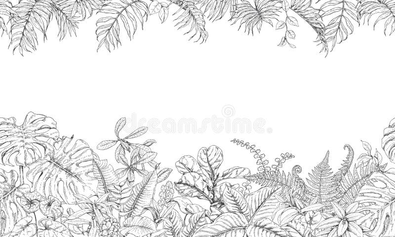 Tropical Plants Line Horizontal Pattern Stock Vector - Illustration of ...