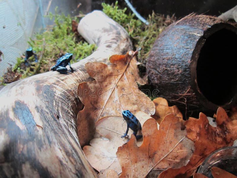 Tropical. Poisonous and Very Bright Frogs Stock Image - Image of exotic ...