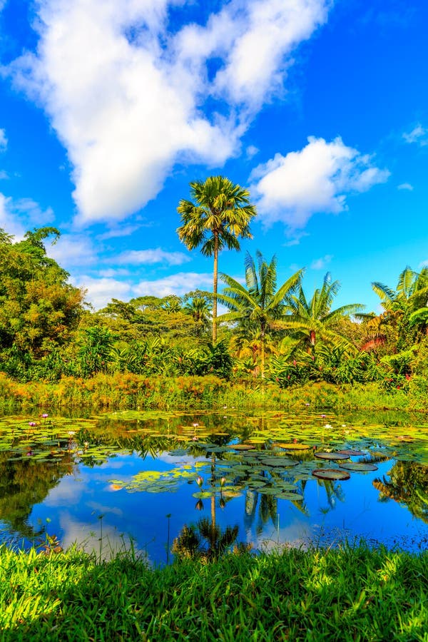 6,971 Tropical Rainforest Vertical Stock Photos - Free & Royalty-Free ...