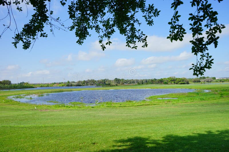 1,458 Native Florida Fish Species Stock Photos - Free & Royalty-Free ...