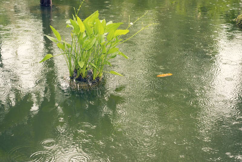 Tropical pond under rain stock image. Image of weather - 74298091